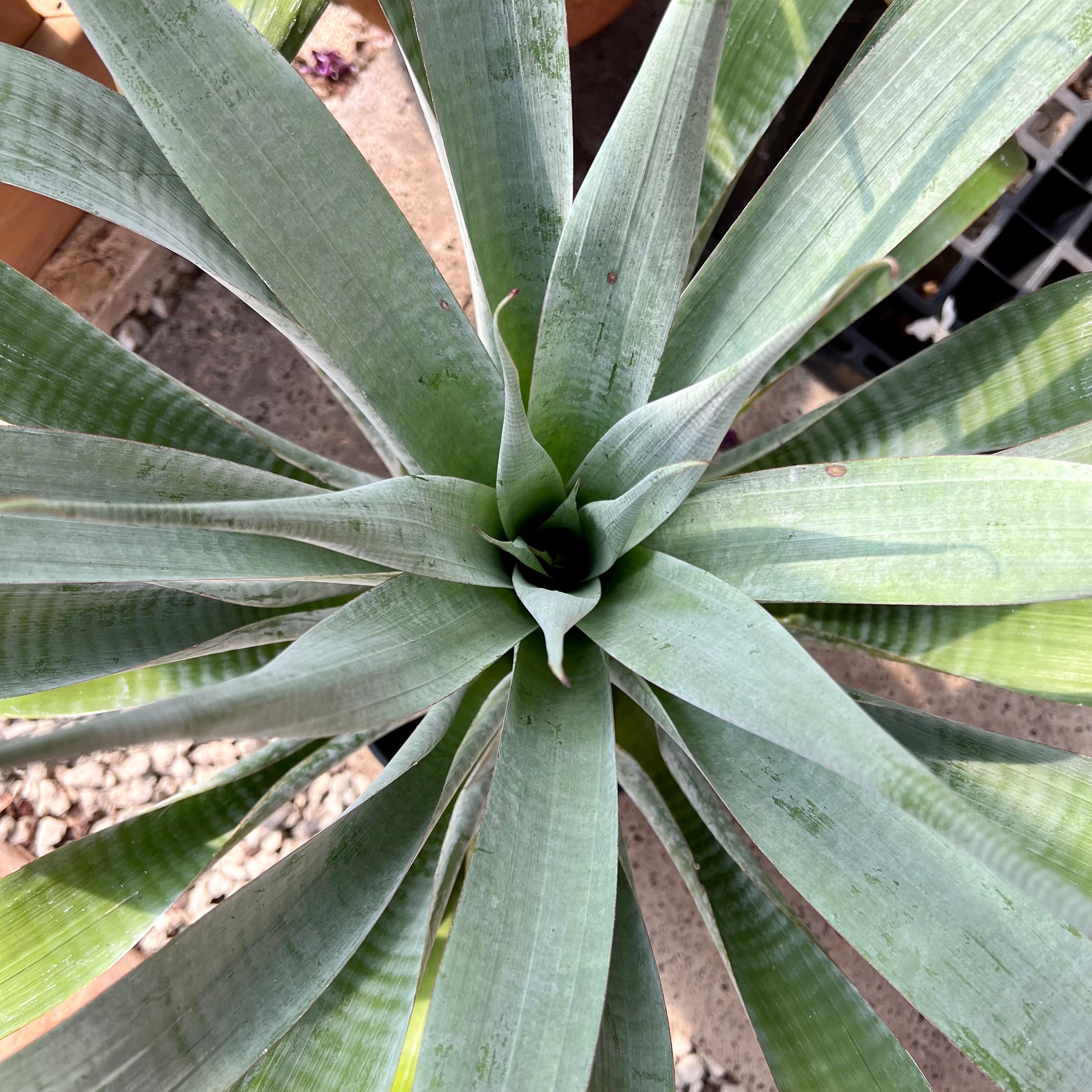 Full Sun Plants – Mari's Gardens