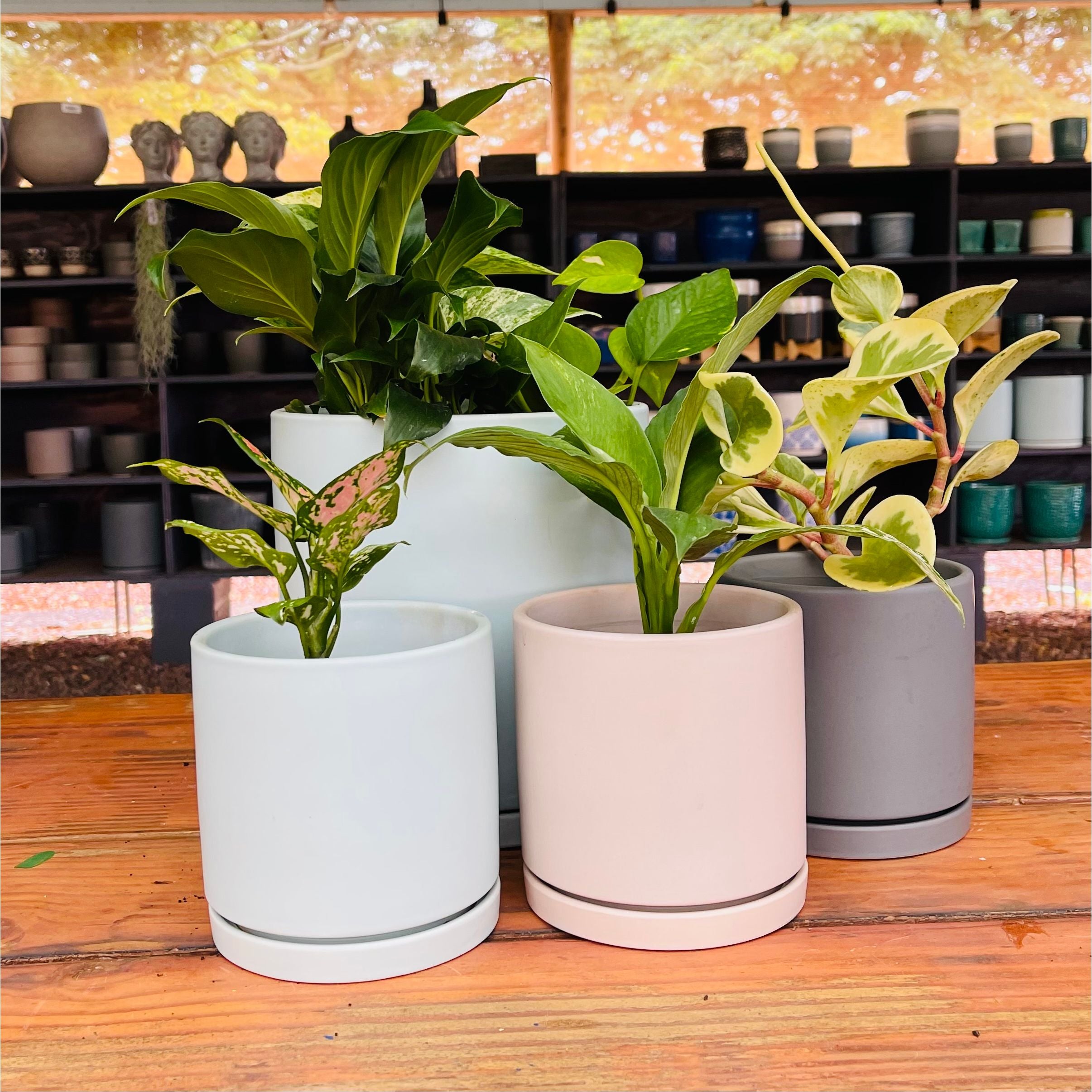 Austin Planters – Mari's Gardens