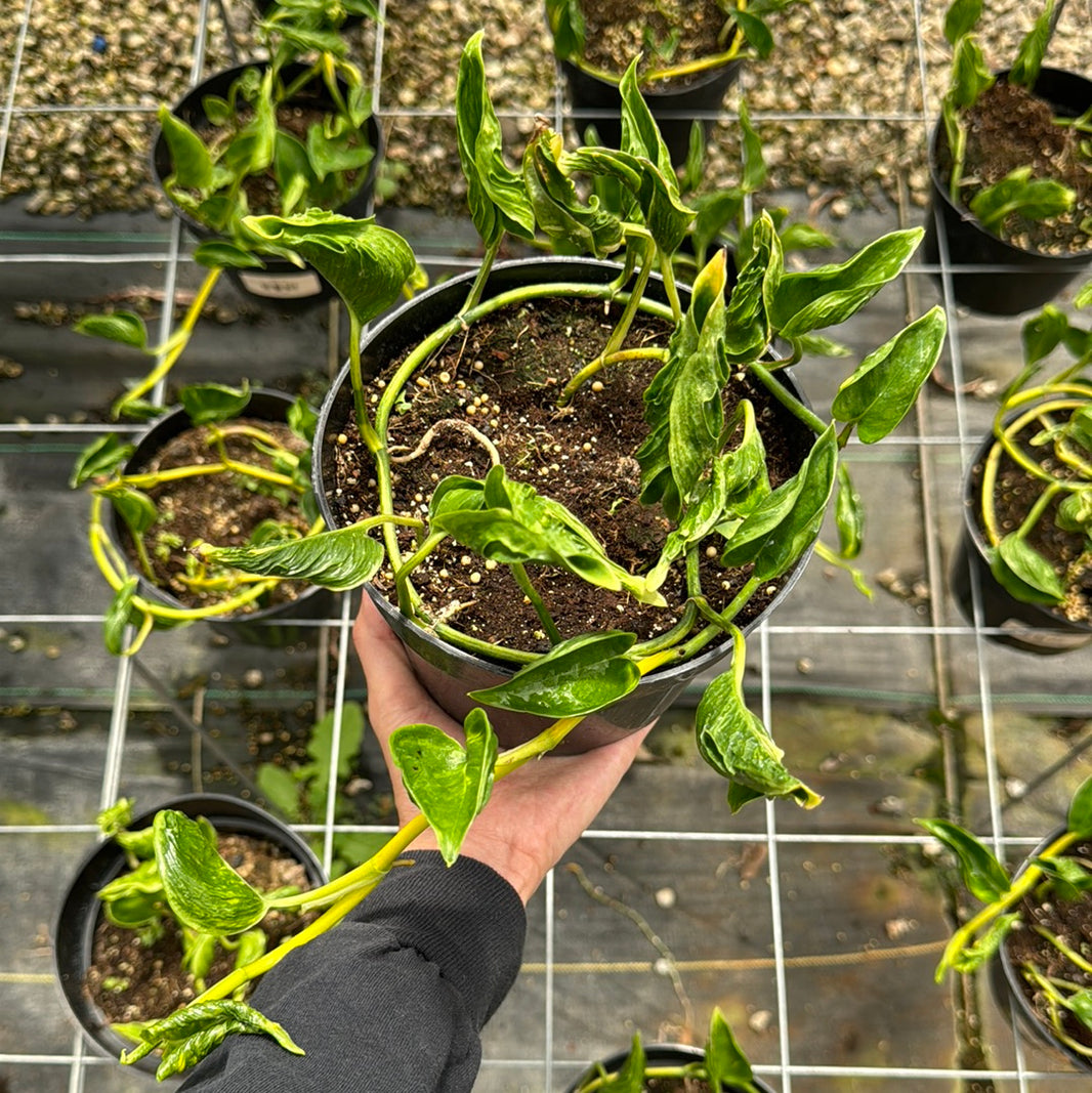 Collector Plants – Mari's Gardens