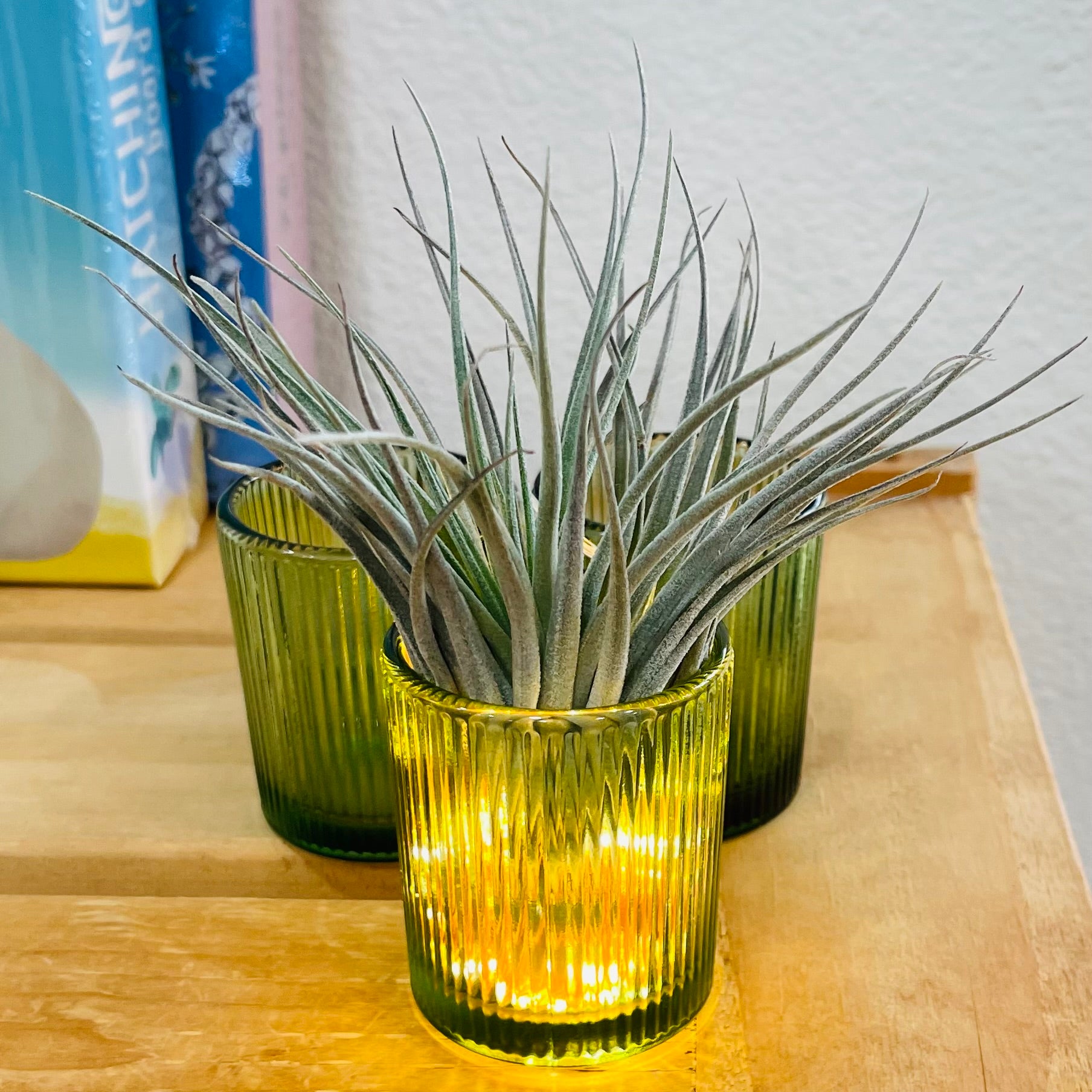 Ribbed Votive – Mari's Gardens