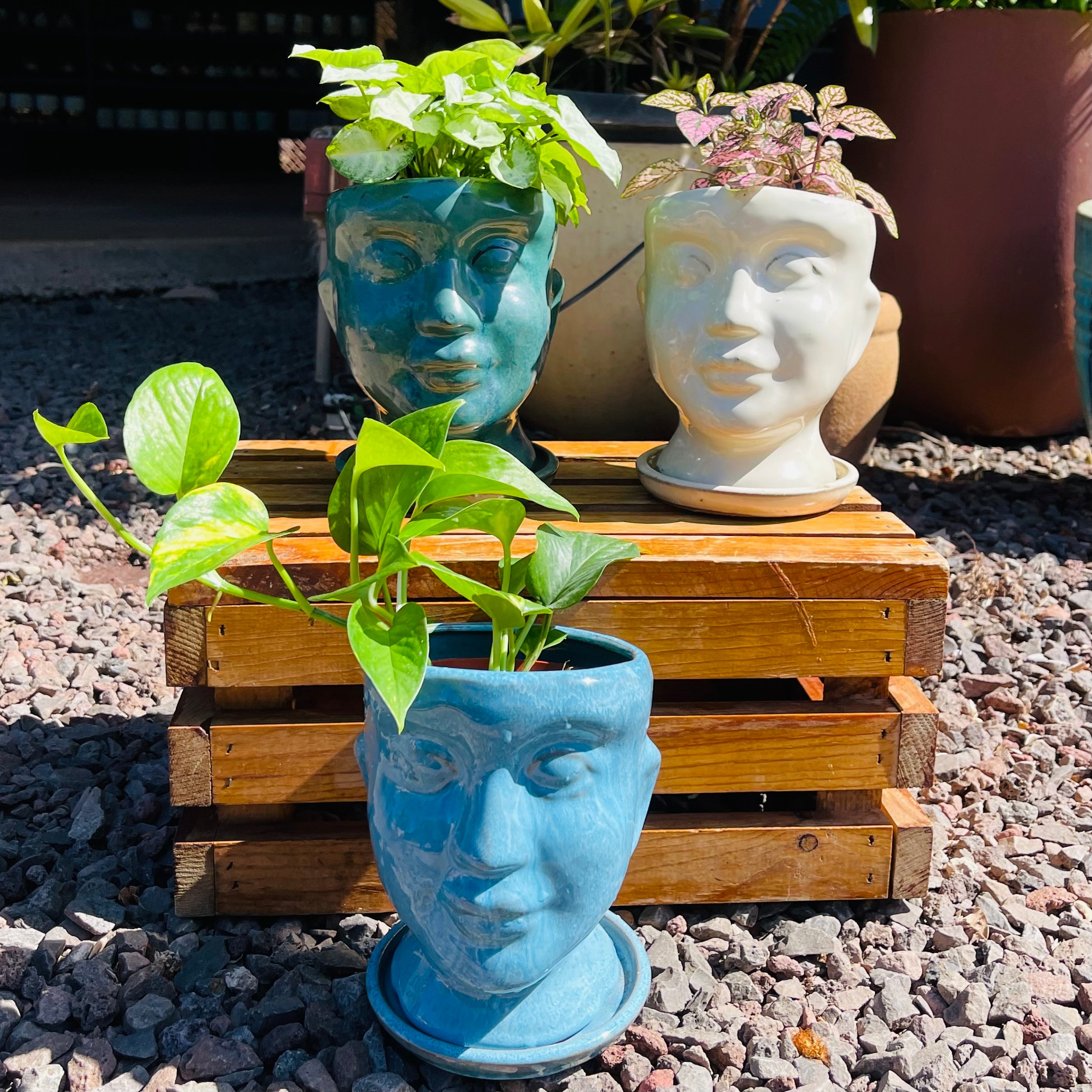 Head Planters – Mari's Gardens