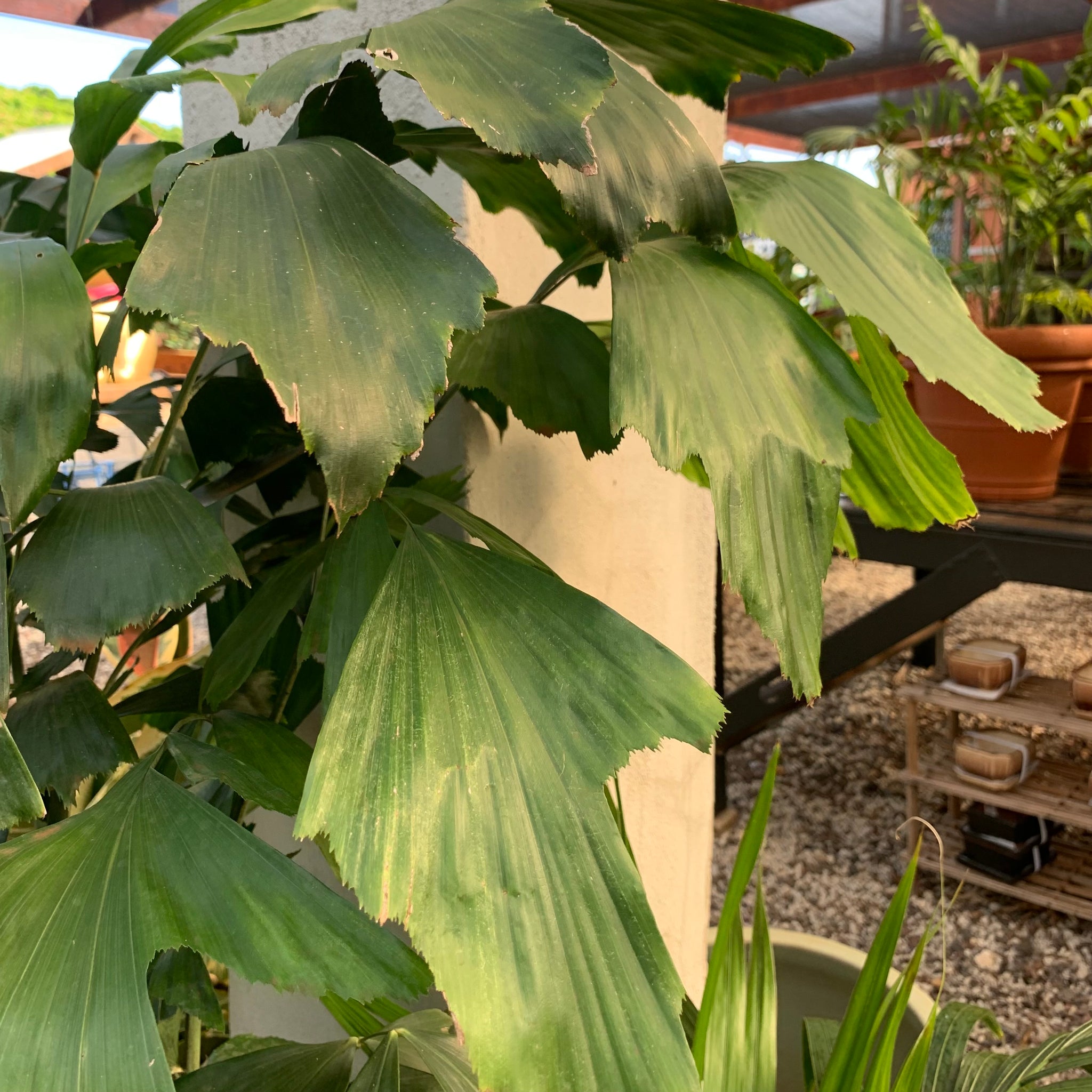 Caryota mitis 'Pesquito' (Fish Tail Palm) – Mari's Gardens