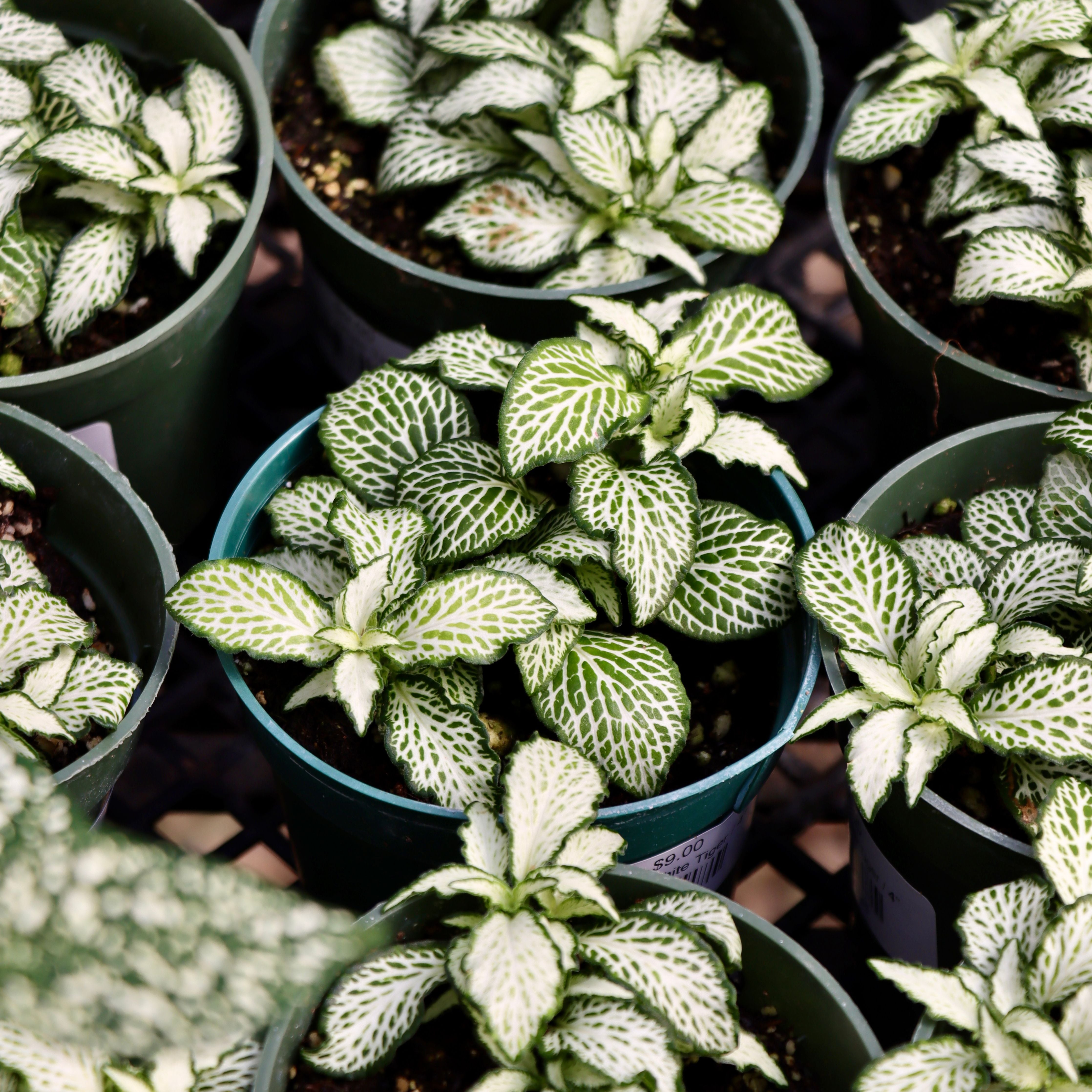 Fittonia White Tiger – Mari's Gardens
