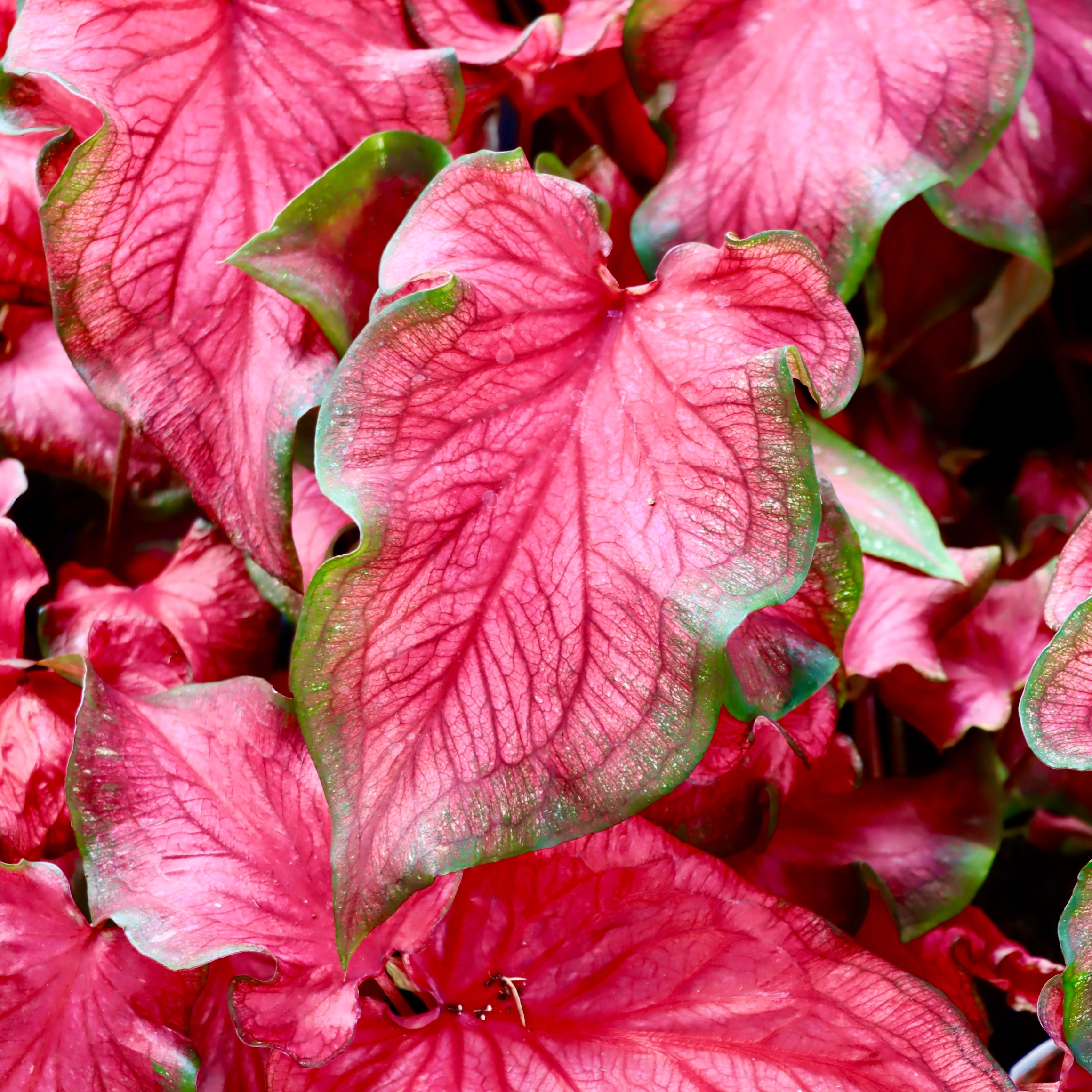 Caladium 'Fairytale Princess' – Mari's Gardens