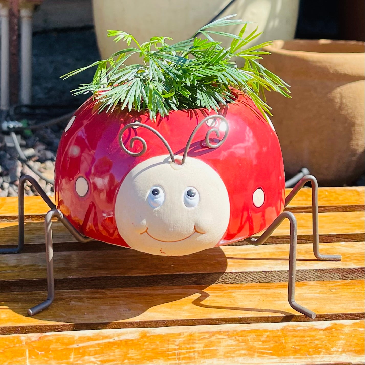 5" Lady Bug Planters – Mari's Gardens