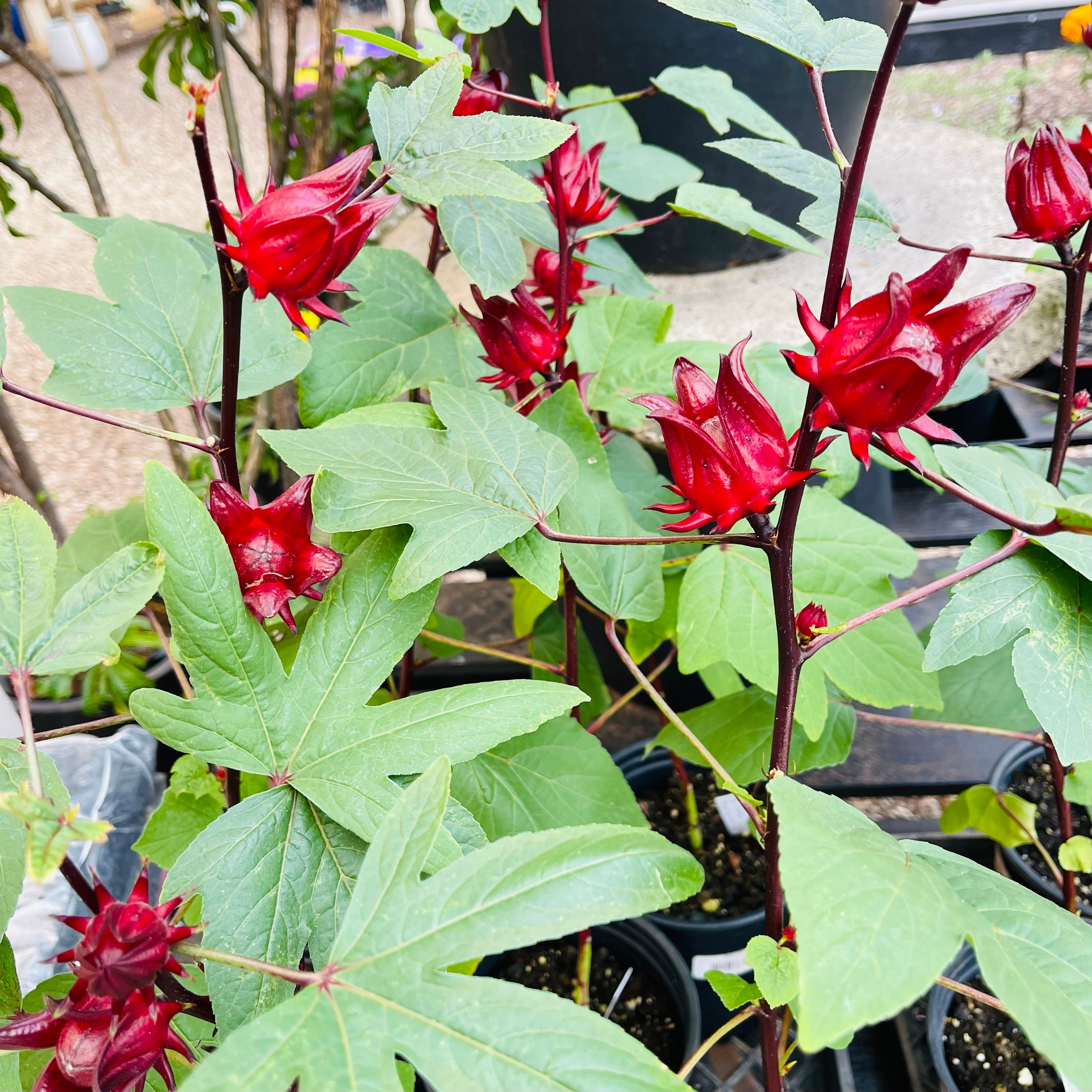 Hibiscus African Rose, "Roselle" – Mari's Gardens