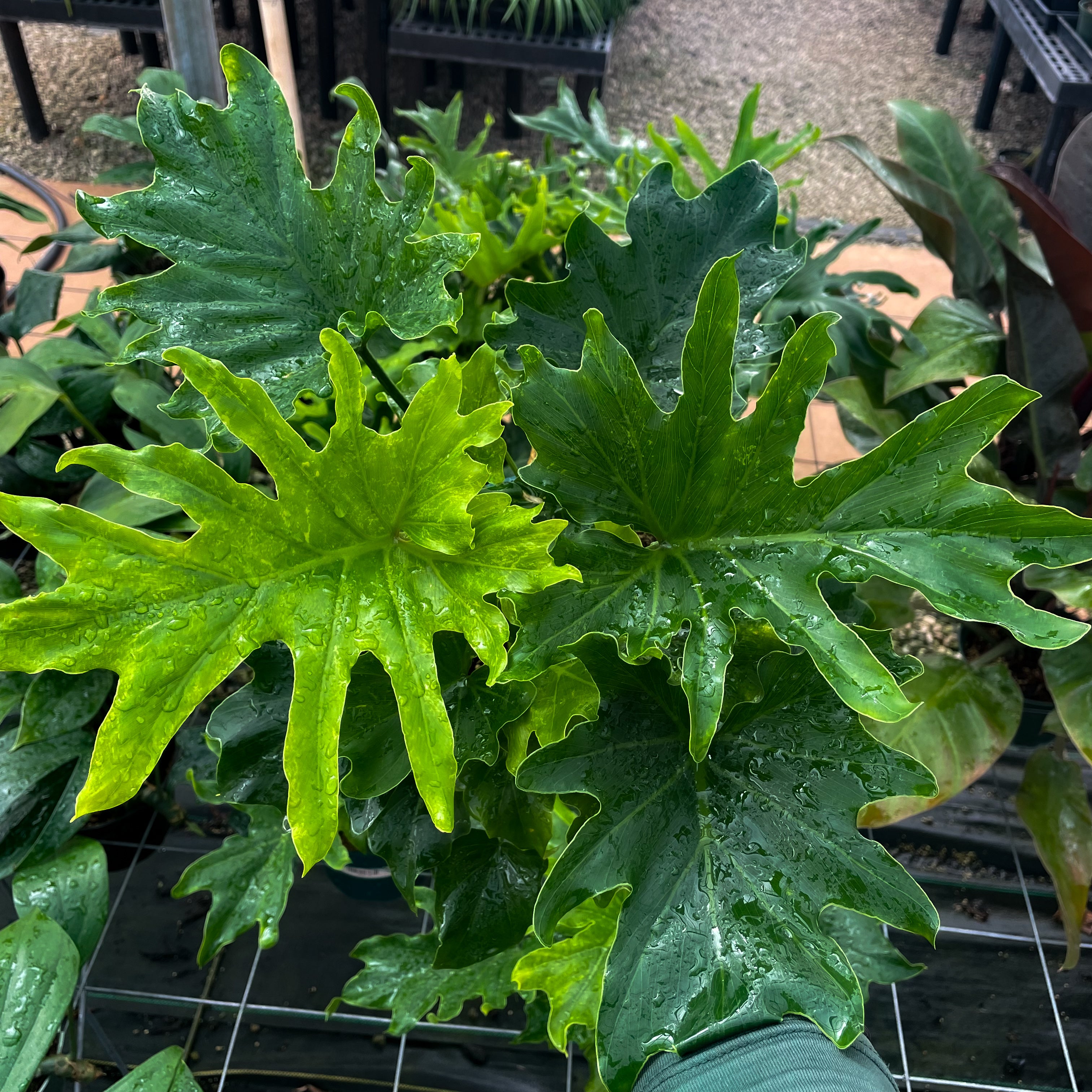 Philodendron, "Lickety Split" – Mari's Gardens