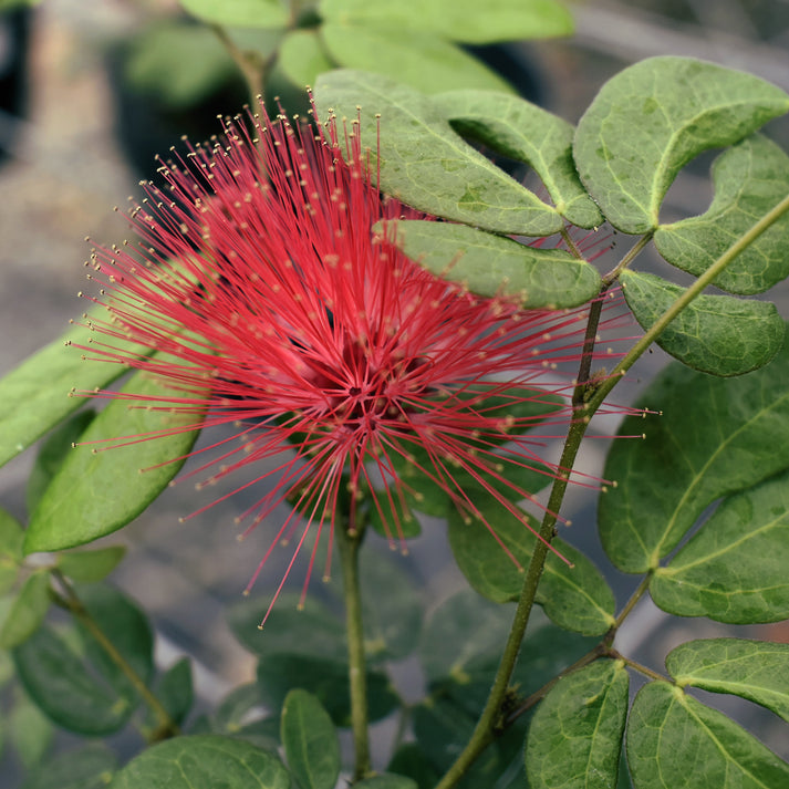 Callianda haematocephala, "Dwarf Powder Puff" – Mari's Gardens