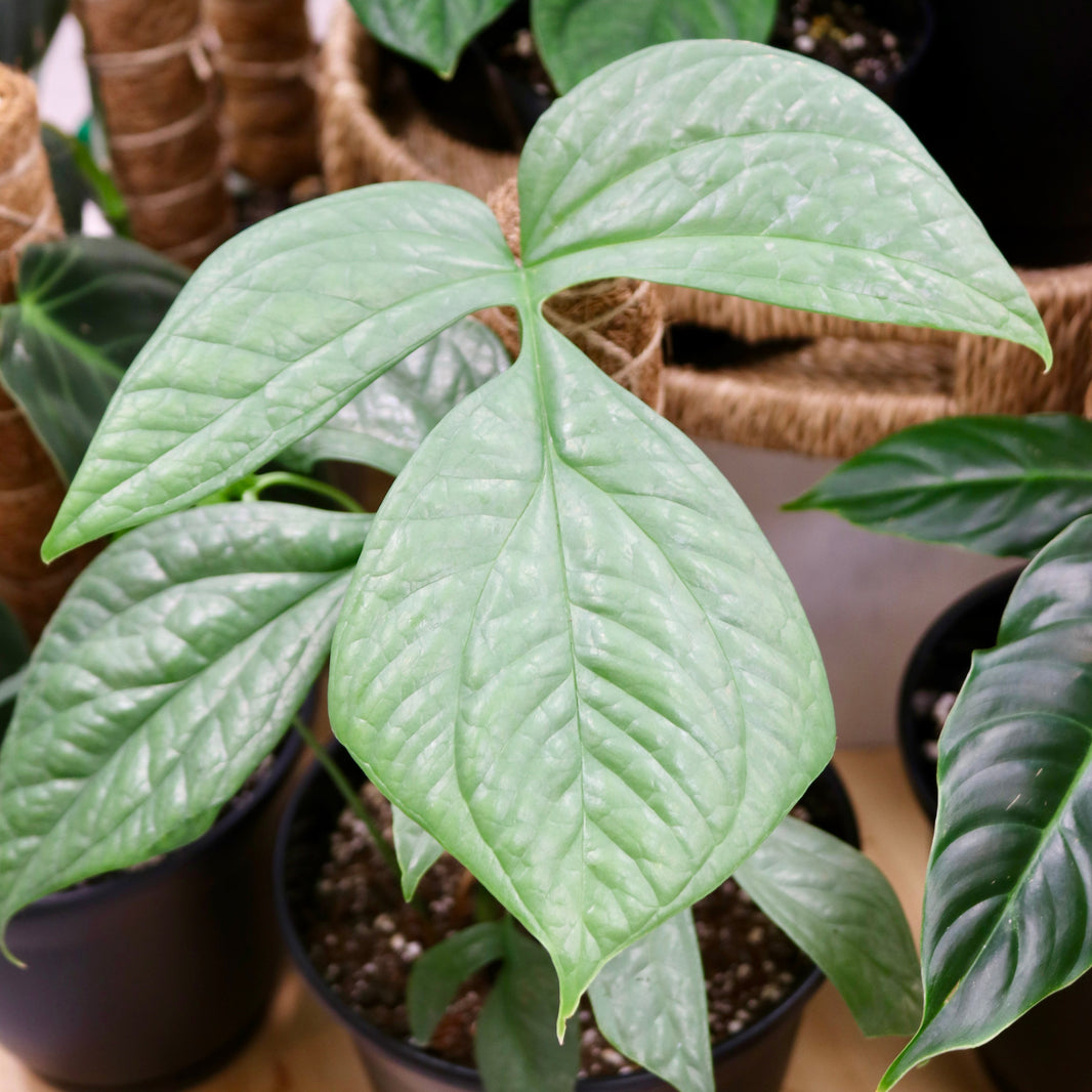 Collector Plants – Mari's Gardens